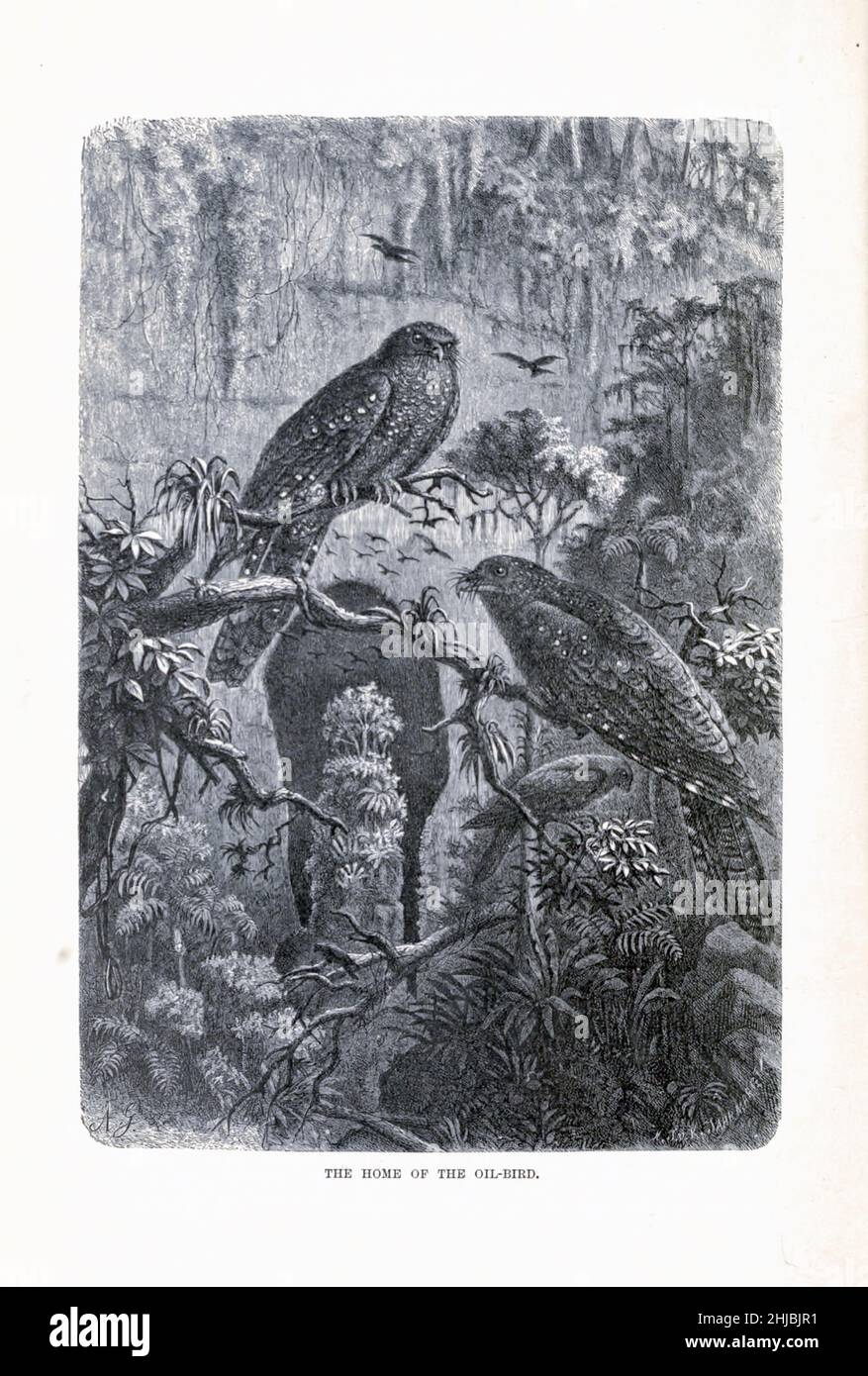 Oilbird and trinidad hi-res stock photography and images - Alamy