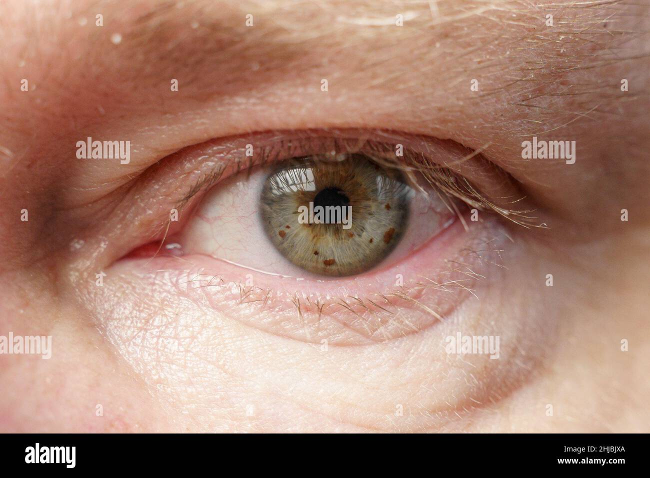 Left eye of a white male close-up, soft focus. The human eye with a ...