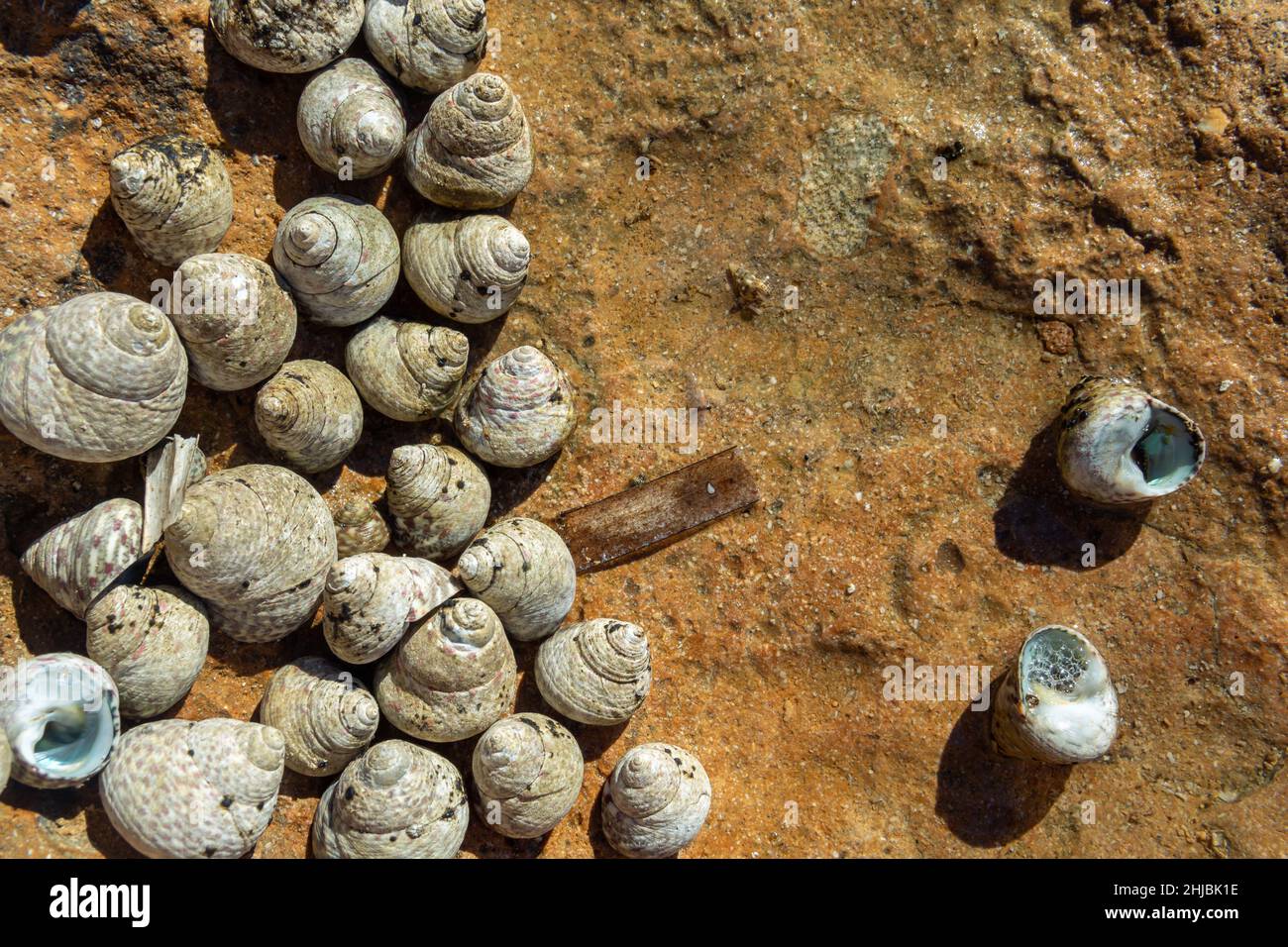 Mediterranean sea snails, Phorcus lineatus, on the rocky coast of the ...