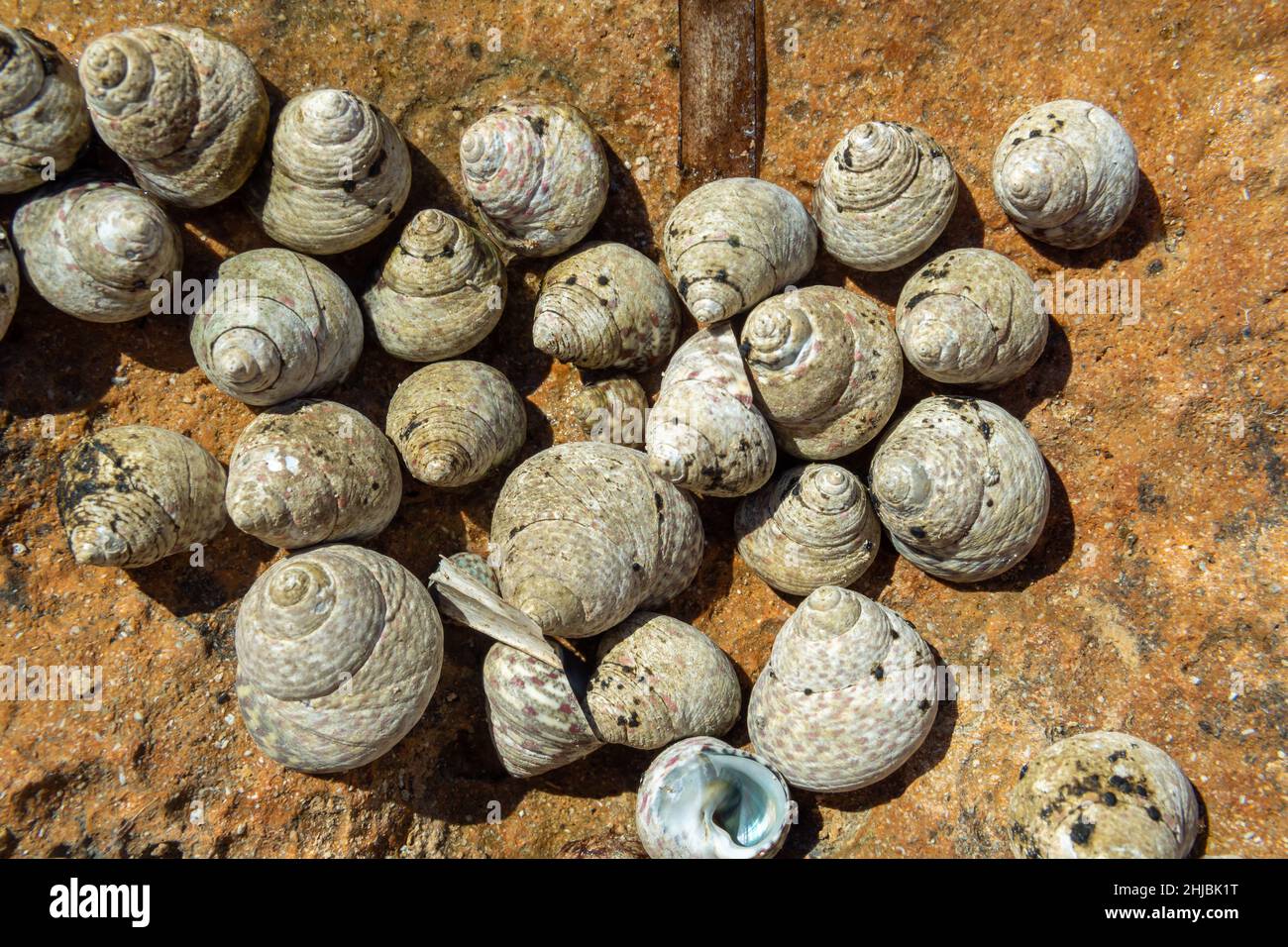 Mediterranean sea snails, Phorcus lineatus, on the rocky coast of the ...