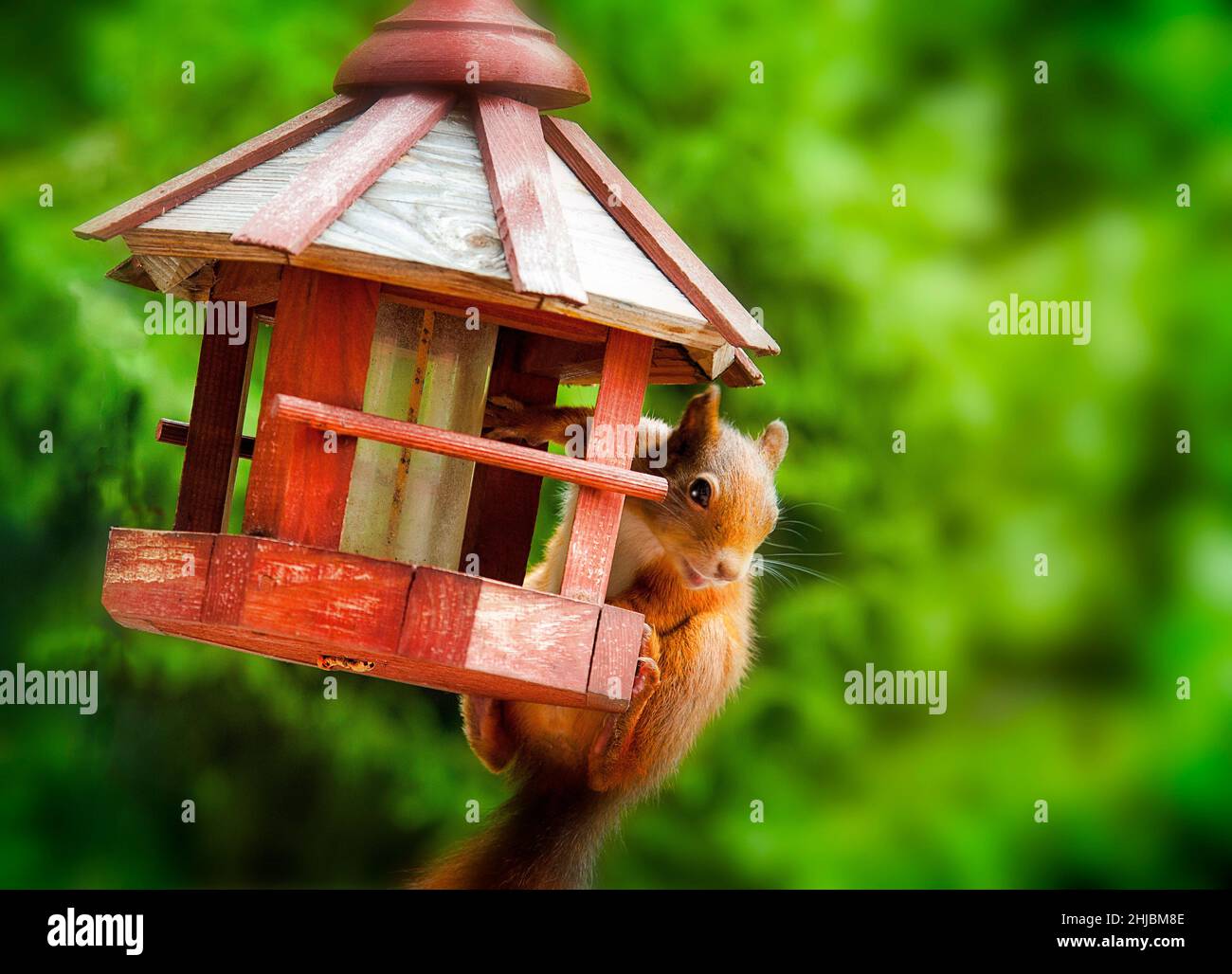 WILD ANIMALS: Red Squirrel (lat: Sciurus vulgaris) on hanging ...