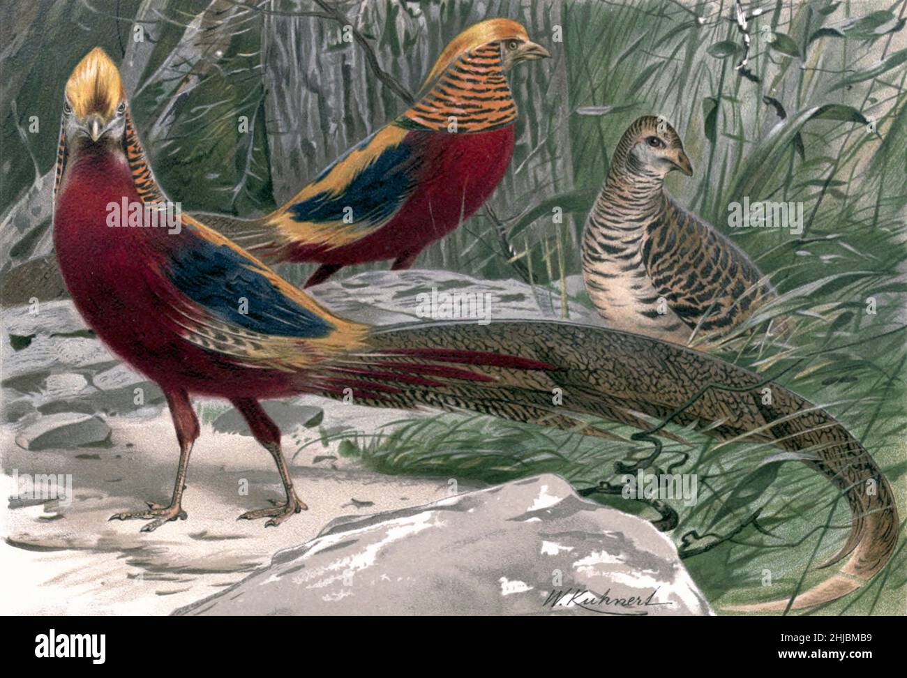 The golden pheasant (Chrysolophus pictus), also known as the Chinese ...