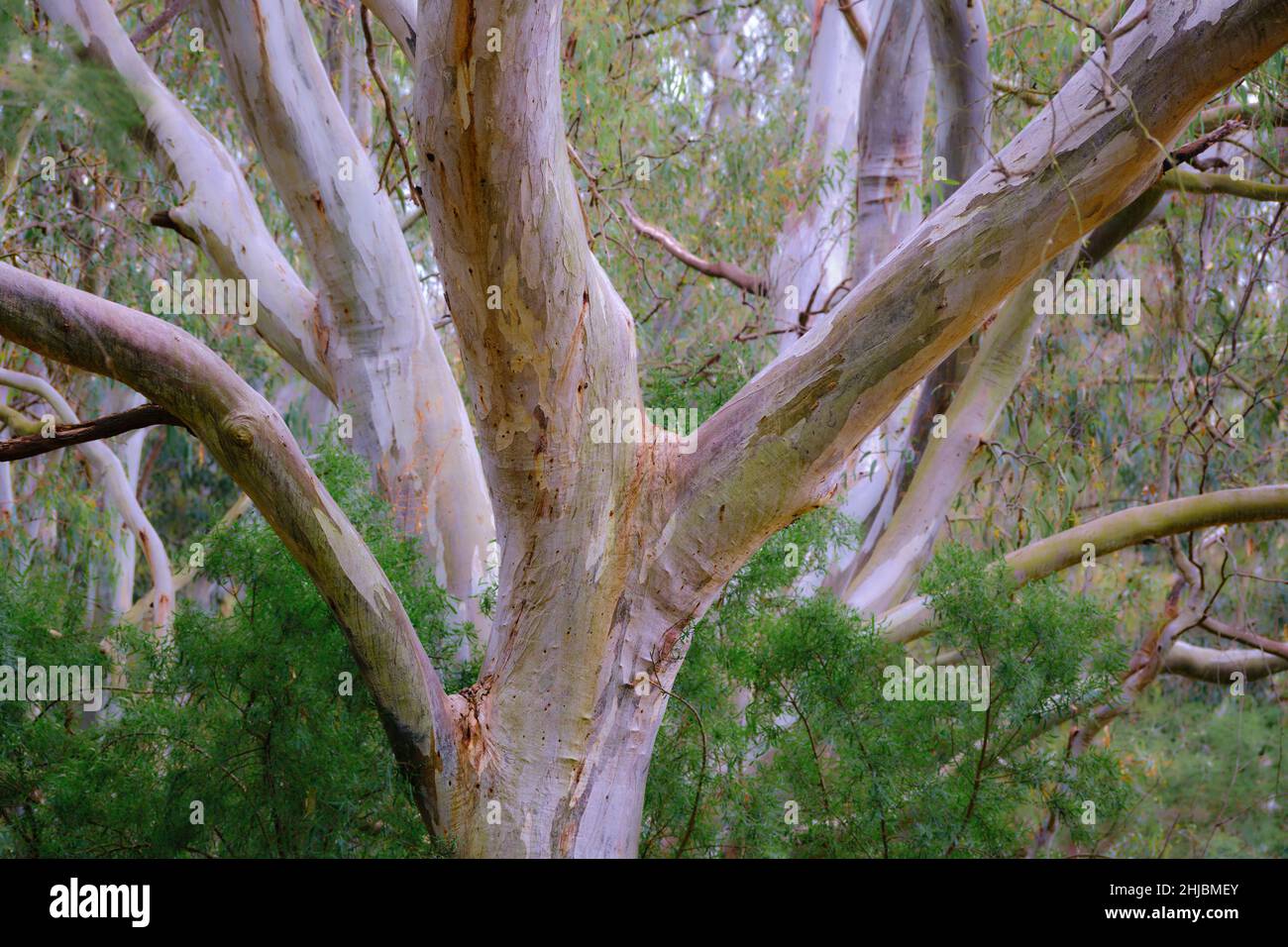 In Among The Gum Trees Stock Photo - Alamy