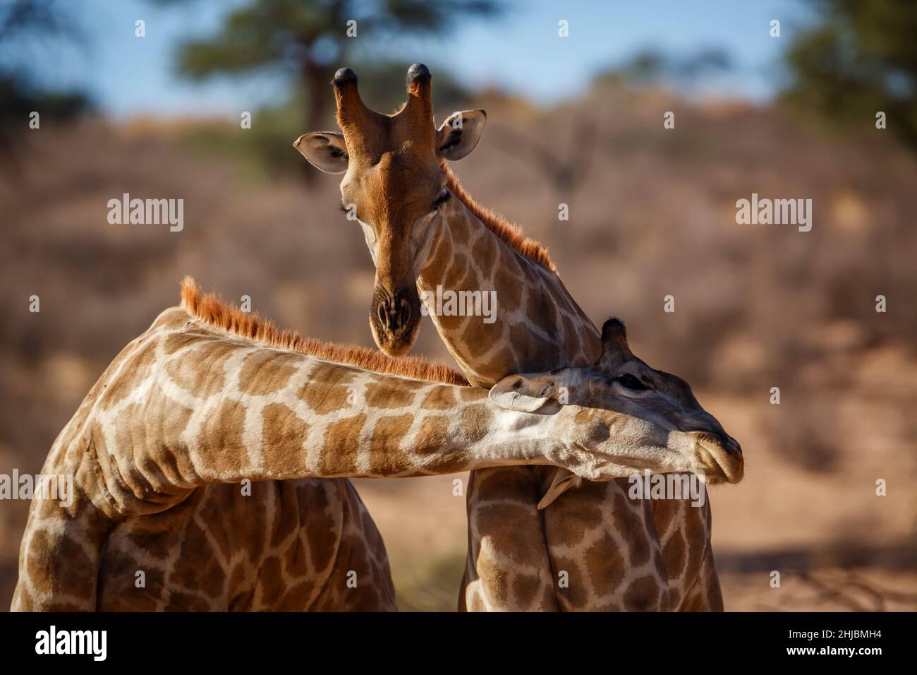 Cute safari animal parade hi-res stock photography and images - Alamy