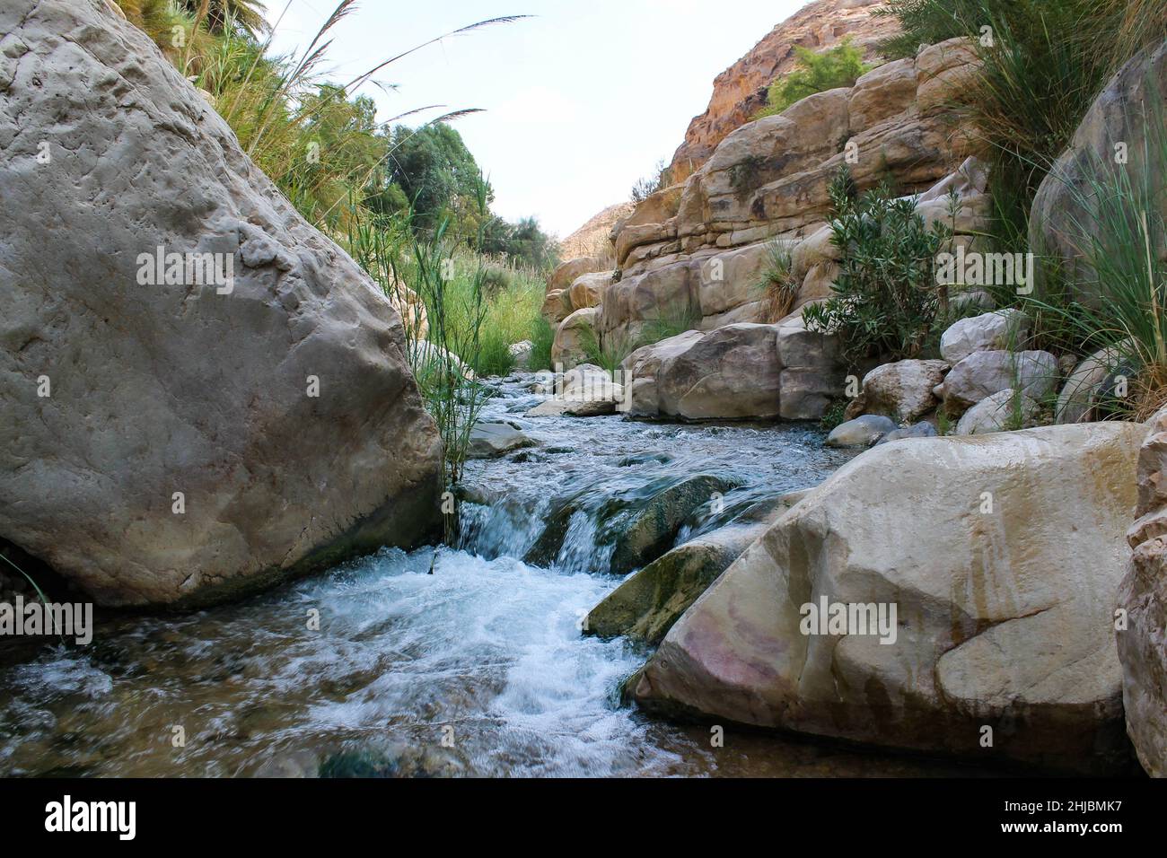 Oasis of En Gedi on the Dead Sea, Israel Stock Photo - Alamy