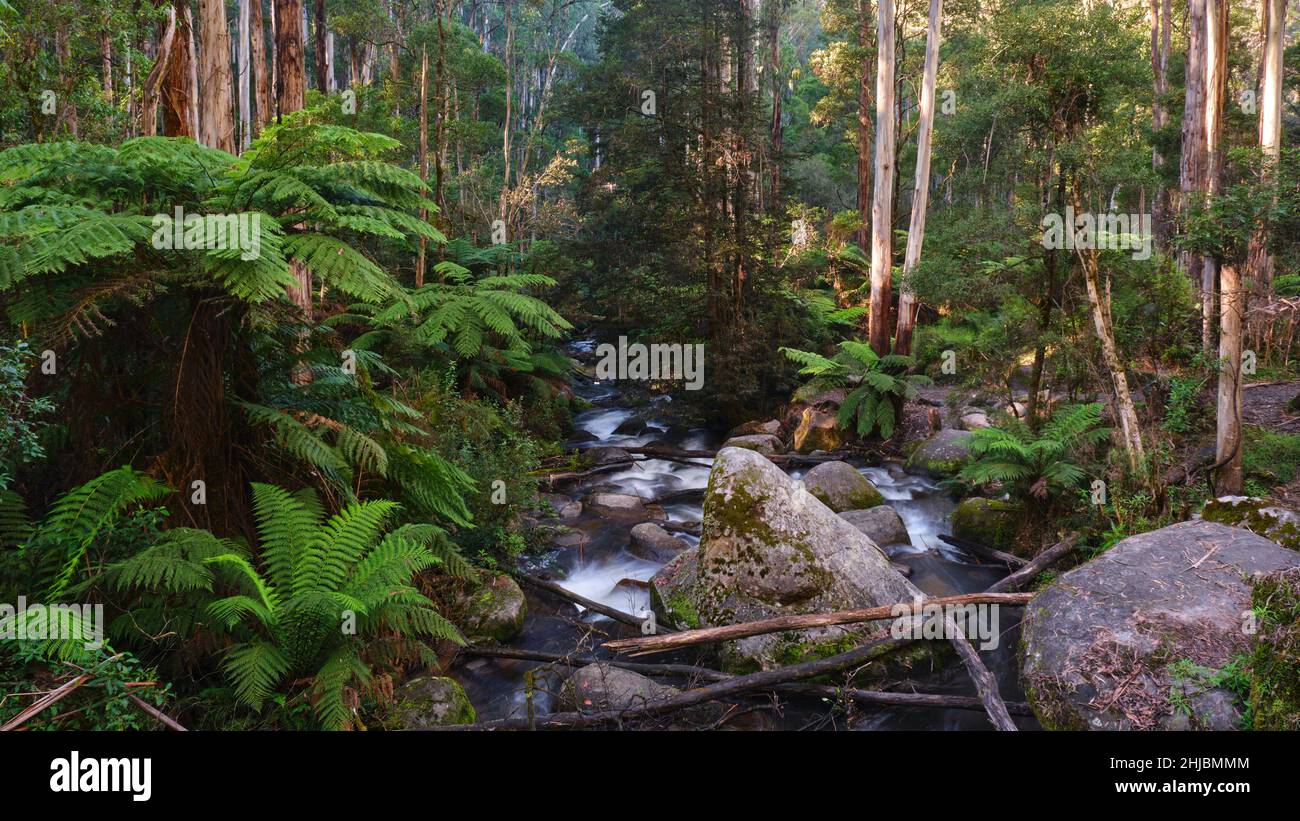 Toorongo river hi-res stock photography and images - Alamy