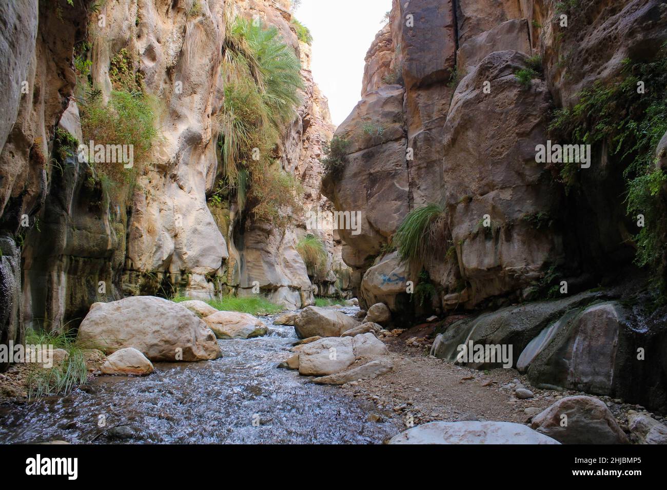 Oasis of En Gedi on the Dead Sea, Israel Stock Photo - Alamy