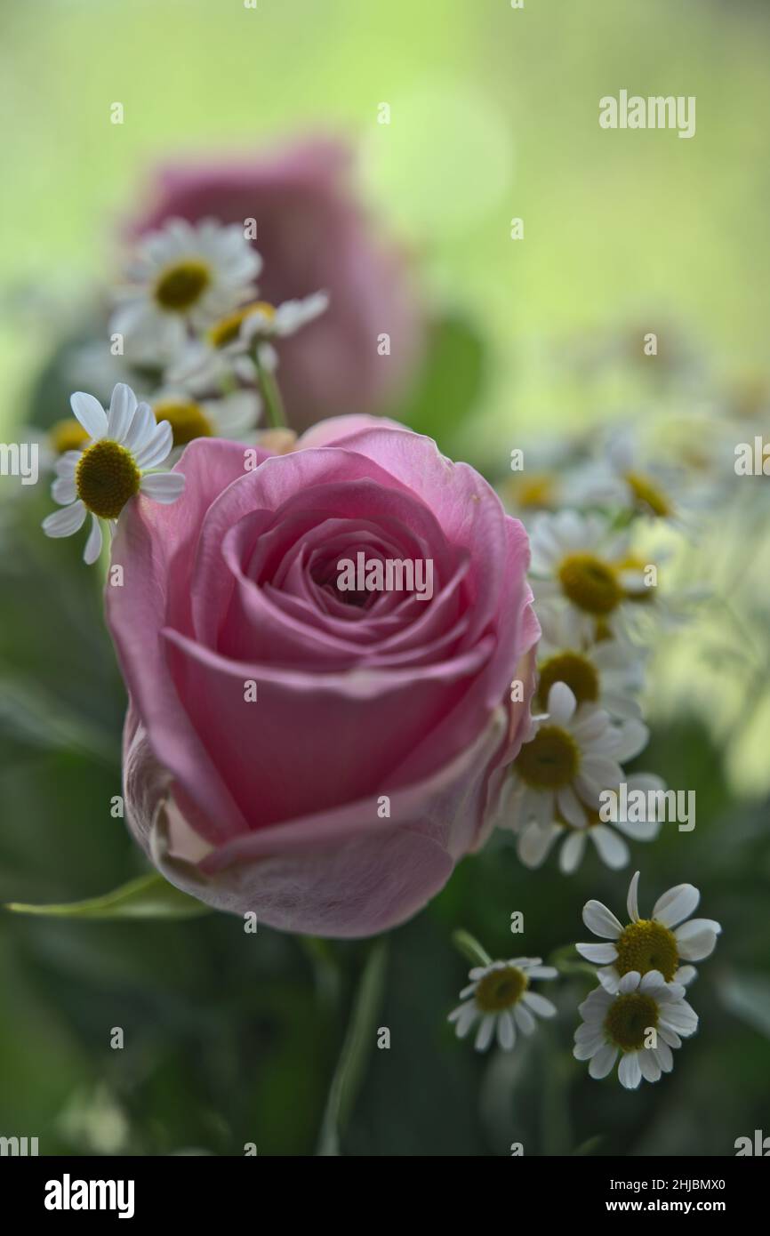Vertical shot of a pink rose and camomiles Stock Photo - Alamy