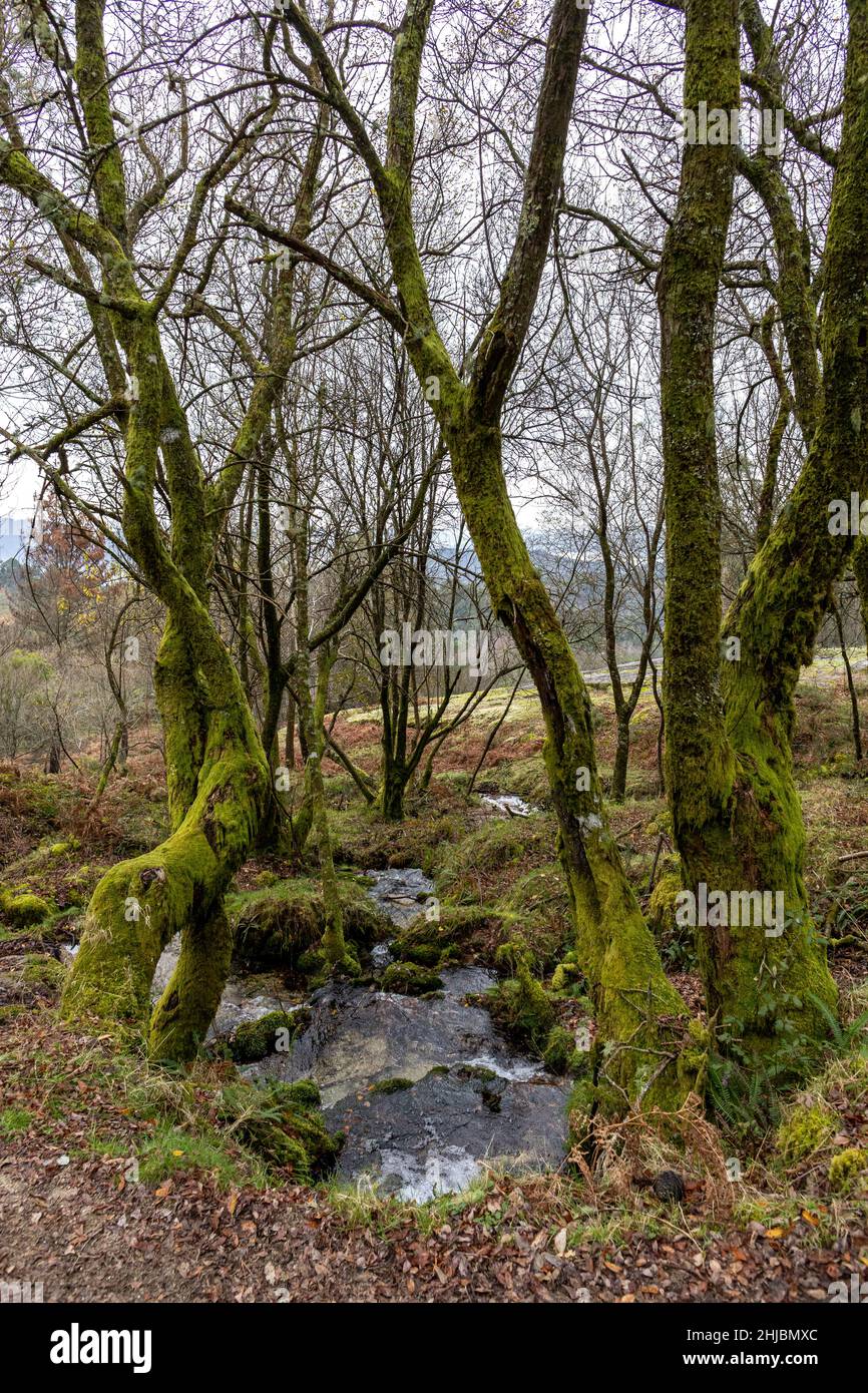 Vertical shot of dried trees in the forest Stock Photo - Alamy