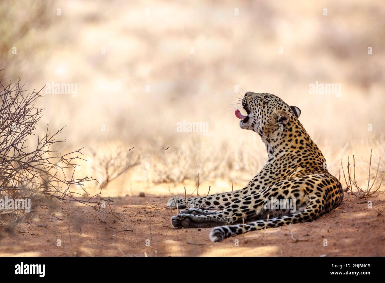 Leopard lying down and yawning in Kgalagadi transfrontier park, South ...