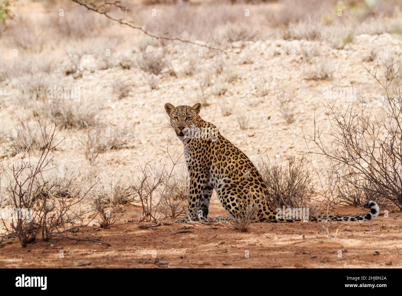Leopard seated looking at camera in Kgalagadi transfrontier park, South ...