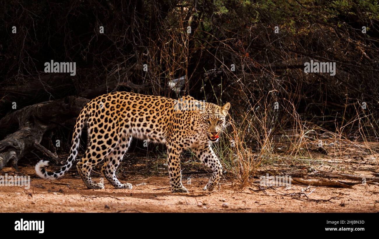 Leopard in Kgalagadi transfrontier park, South Africa; specie Panthera ...