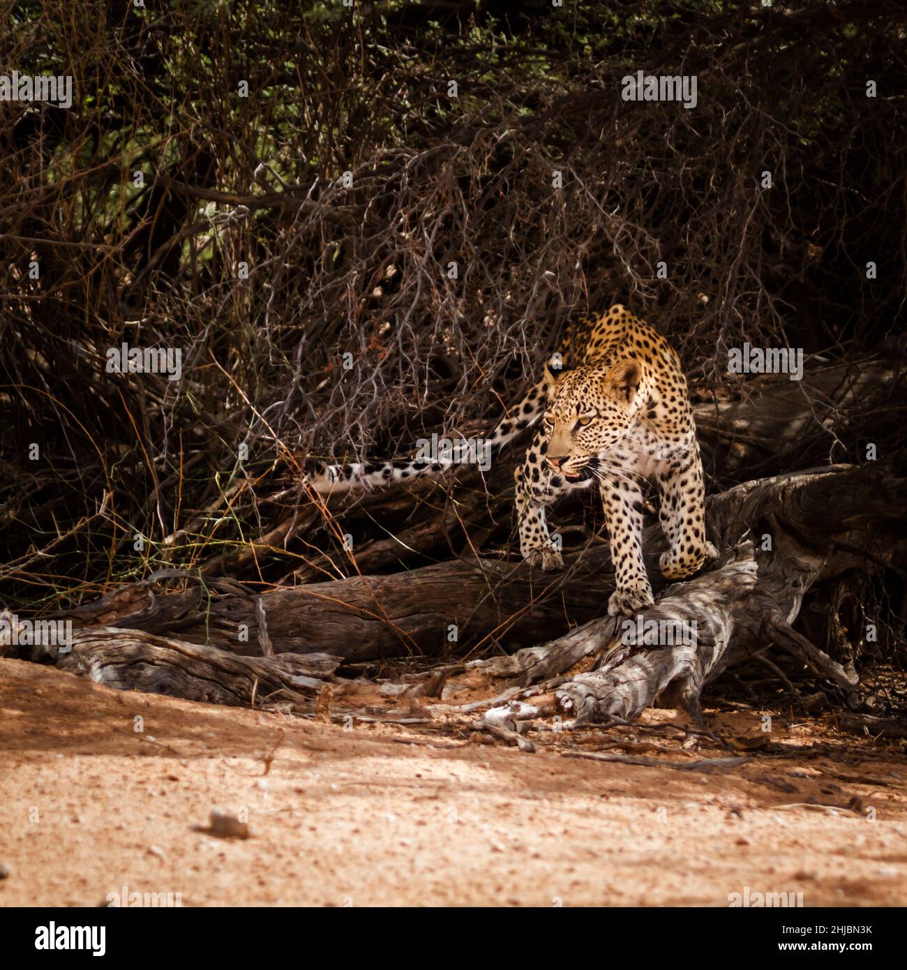 Leopard female moving in a bush in Kgalagadi transfrontier park, South ...