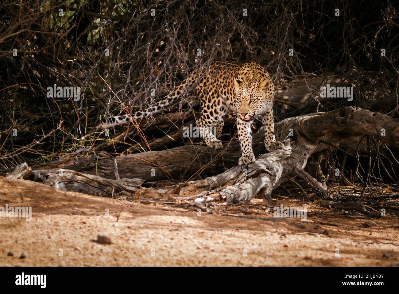 Leopard female moving in a bush in Kgalagadi transfrontier park, South ...