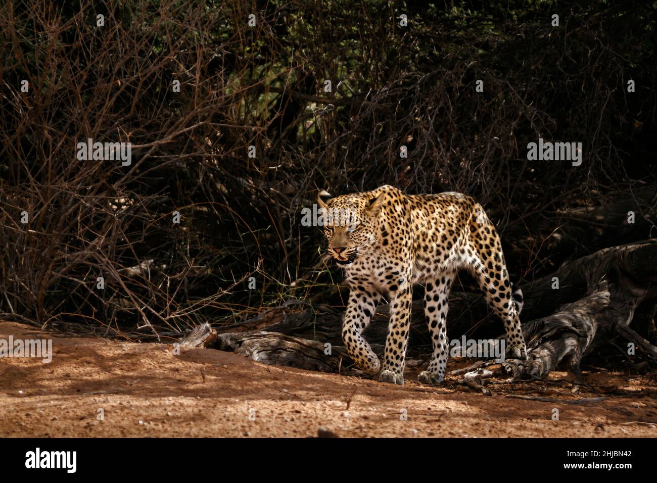 Leopard female moving in a bush in Kgalagadi transfrontier park, South ...