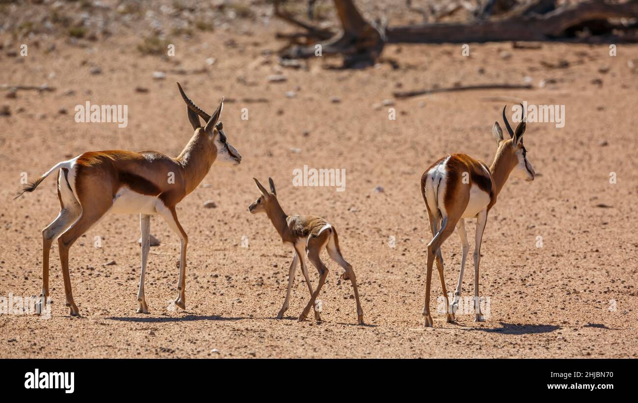 Springbok couple with calf in desert land in Kgalagari transfrontier ...