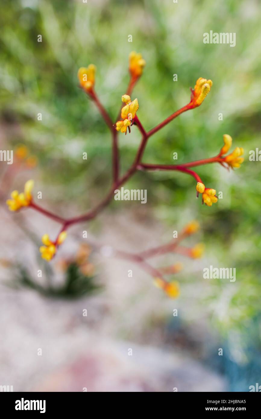 native Australian red and yellow kangaroo paw plant outdoor in sunny ...