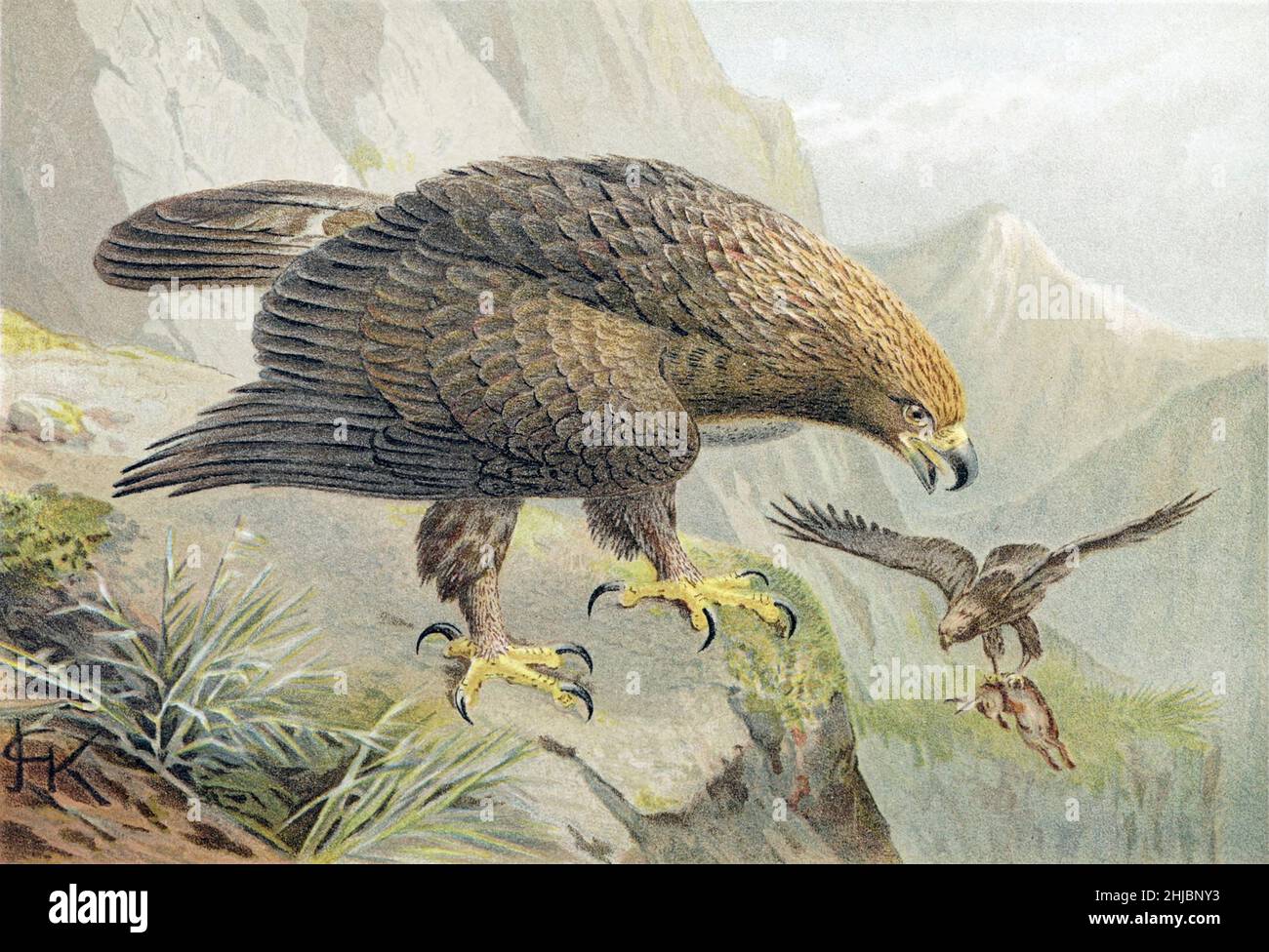 The golden eagle (Aquila chrysaetos) is a bird of prey living in the ...