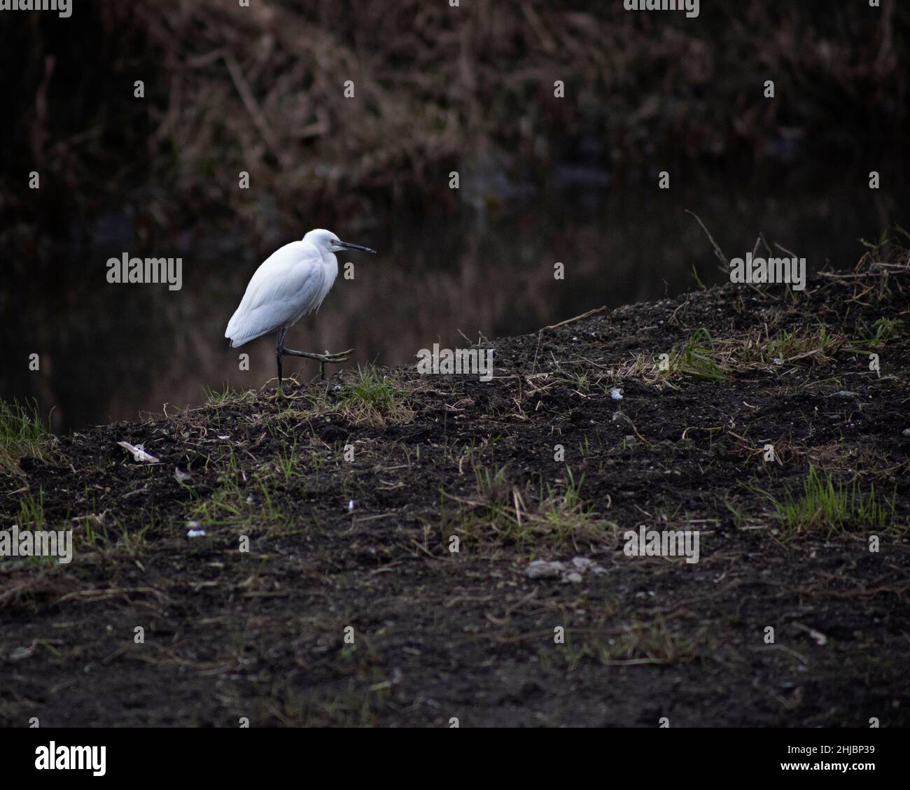 Little Egret walking along the river bank on the River Rife, Ferring ...