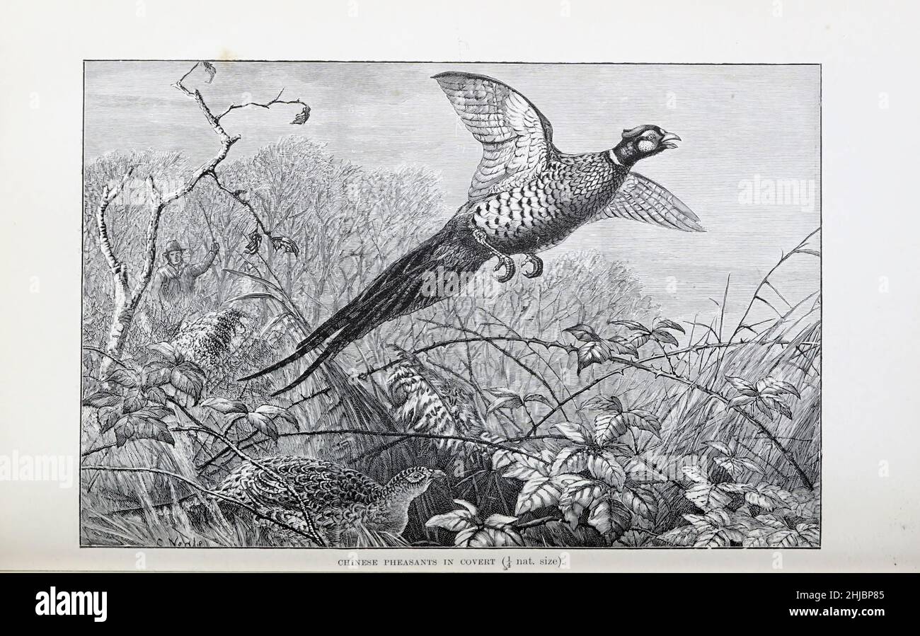 Chinese Pheasants Golden pheasant (Chrysolophus pictus). in Covert from ...