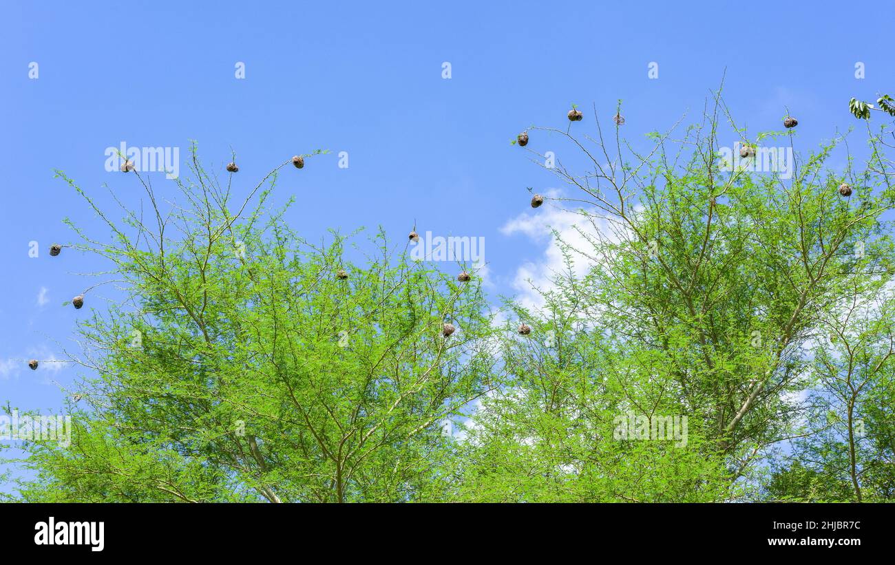Weaver birds create their breeding nests on thin extending tree ...