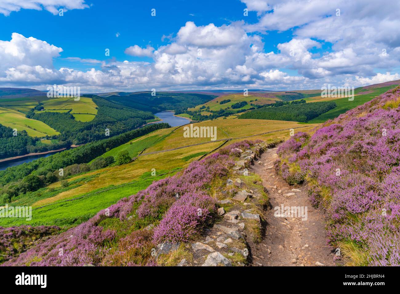 View of Ladybower Reservoir and path through purple heather, Peak ...