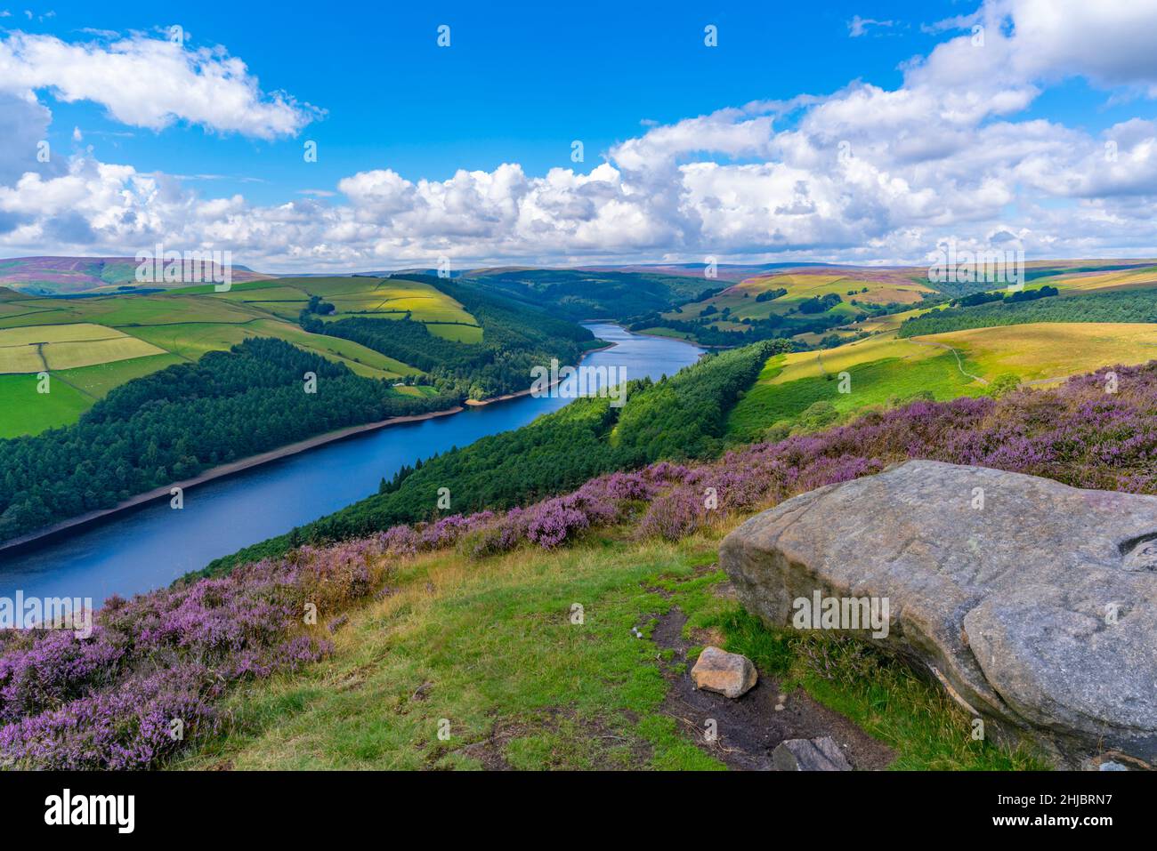 View of Ladybower Reservoir and flowering purple heather, Peak District ...