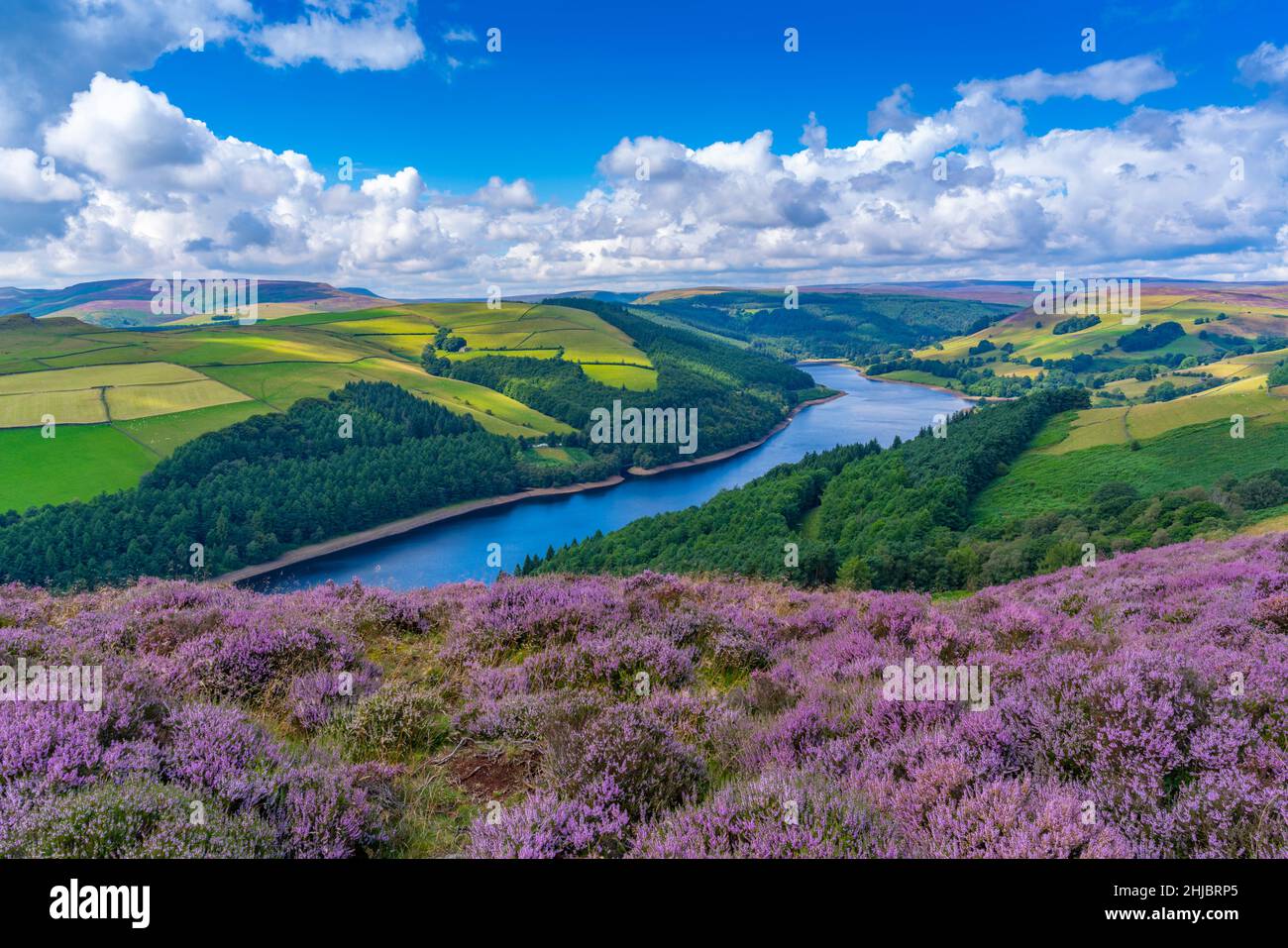 View of Ladybower Reservoir and flowering purple heather, Peak District ...