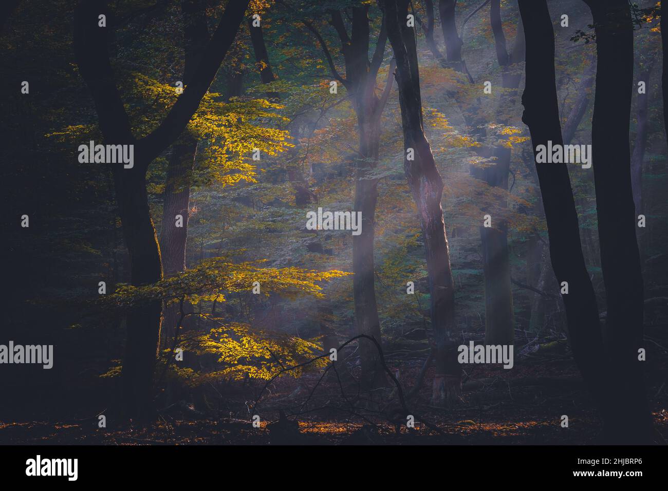 Light haze or morning fog. Sun shines through the trees in a forest ...