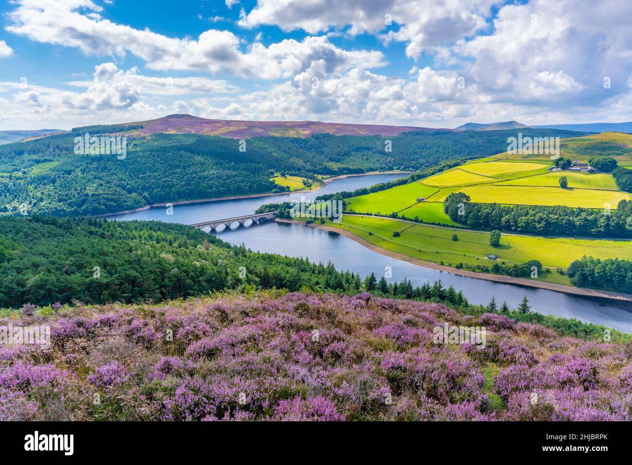 View of Ladybower Reservoir and flowering purple heather, Peak District ...
