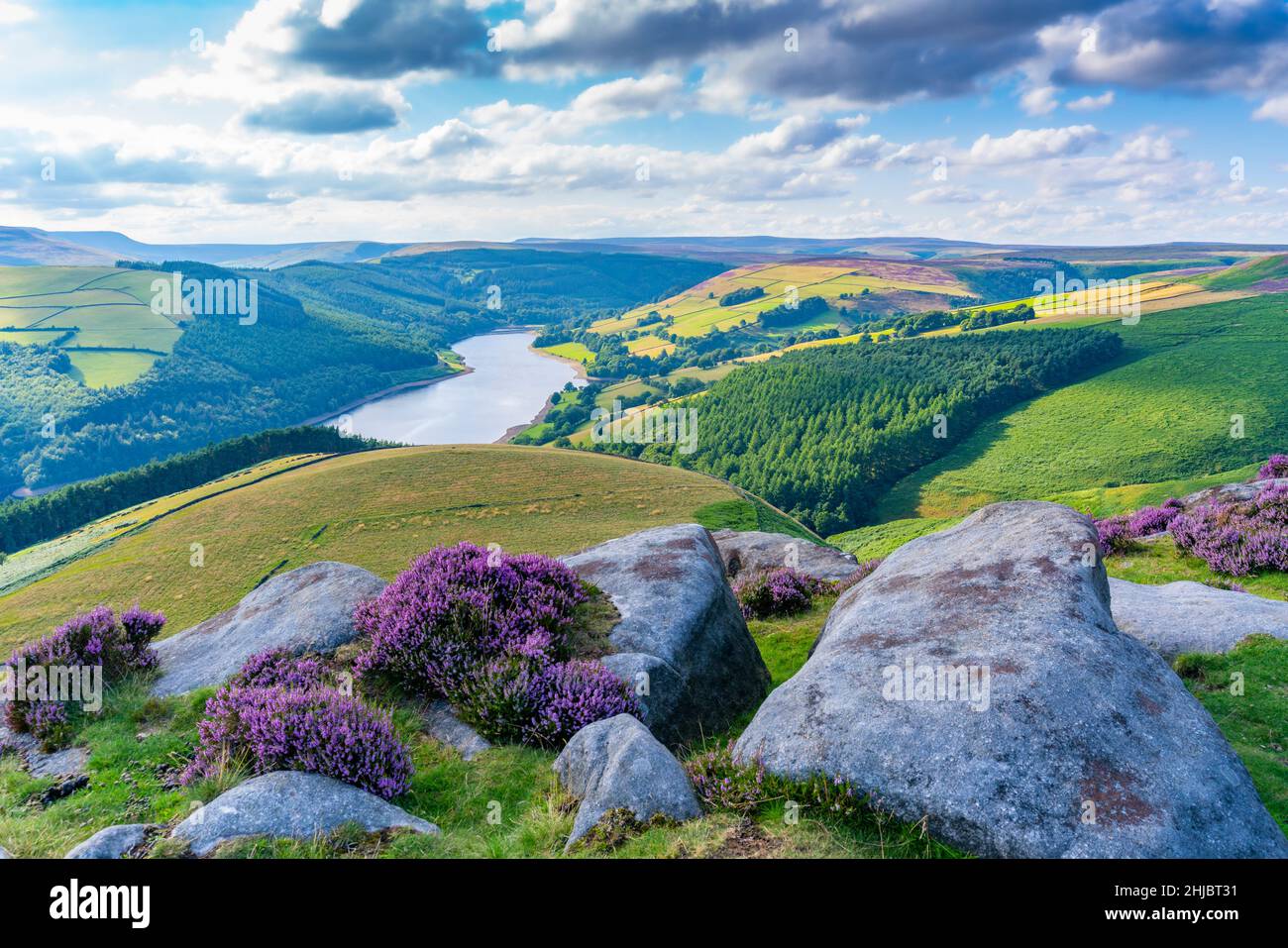 View of Ladybower Reservoir and flowering purple heather on Derwent ...