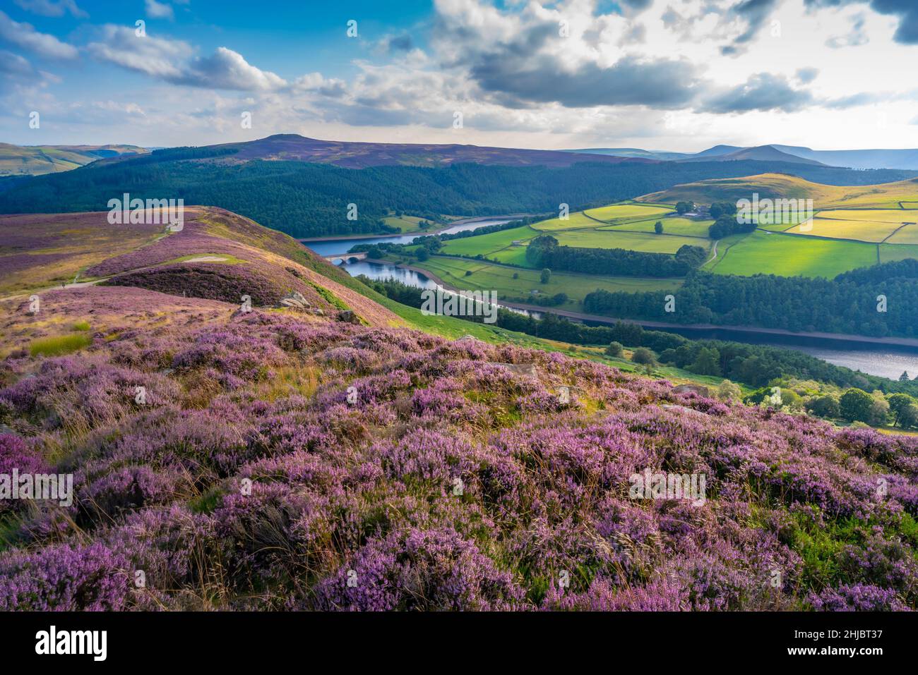 View of Ladybower Reservoir and flowering purple heather on Derwent ...