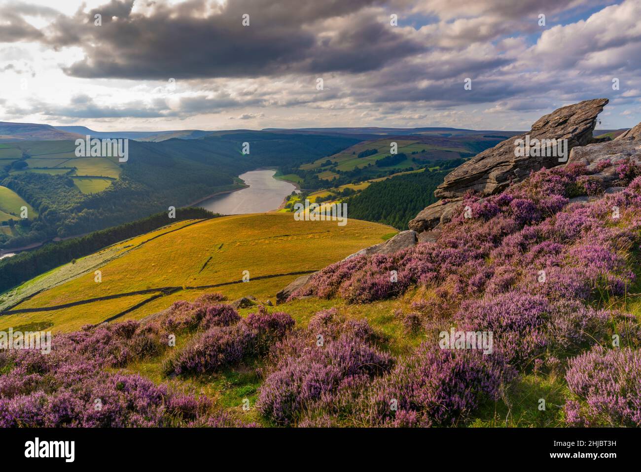View of Ladybower Reservoir and flowering purple heather on Derwent ...