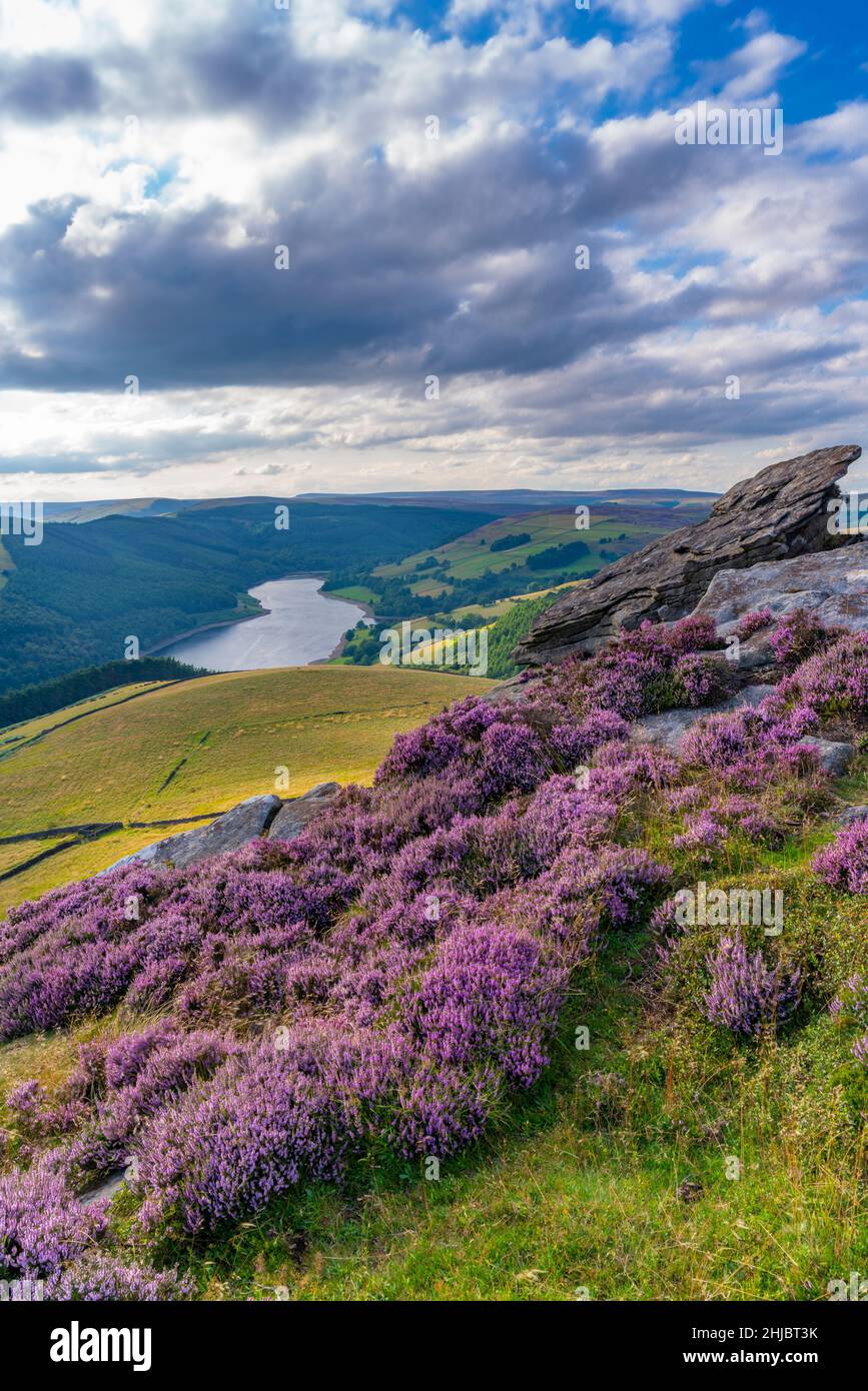 View of Ladybower Reservoir and flowering purple heather on Derwent ...