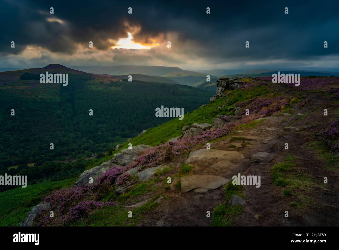 View of Derwent Valley and flowering purple heather on Bamford Edge ...