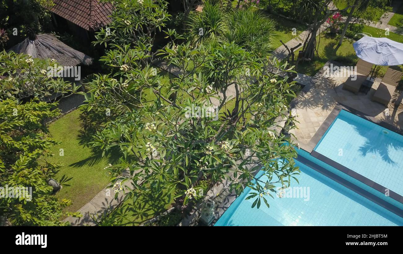 Hotel Poolside with Parasols and Palms. Top view shot Stock Photo - Alamy