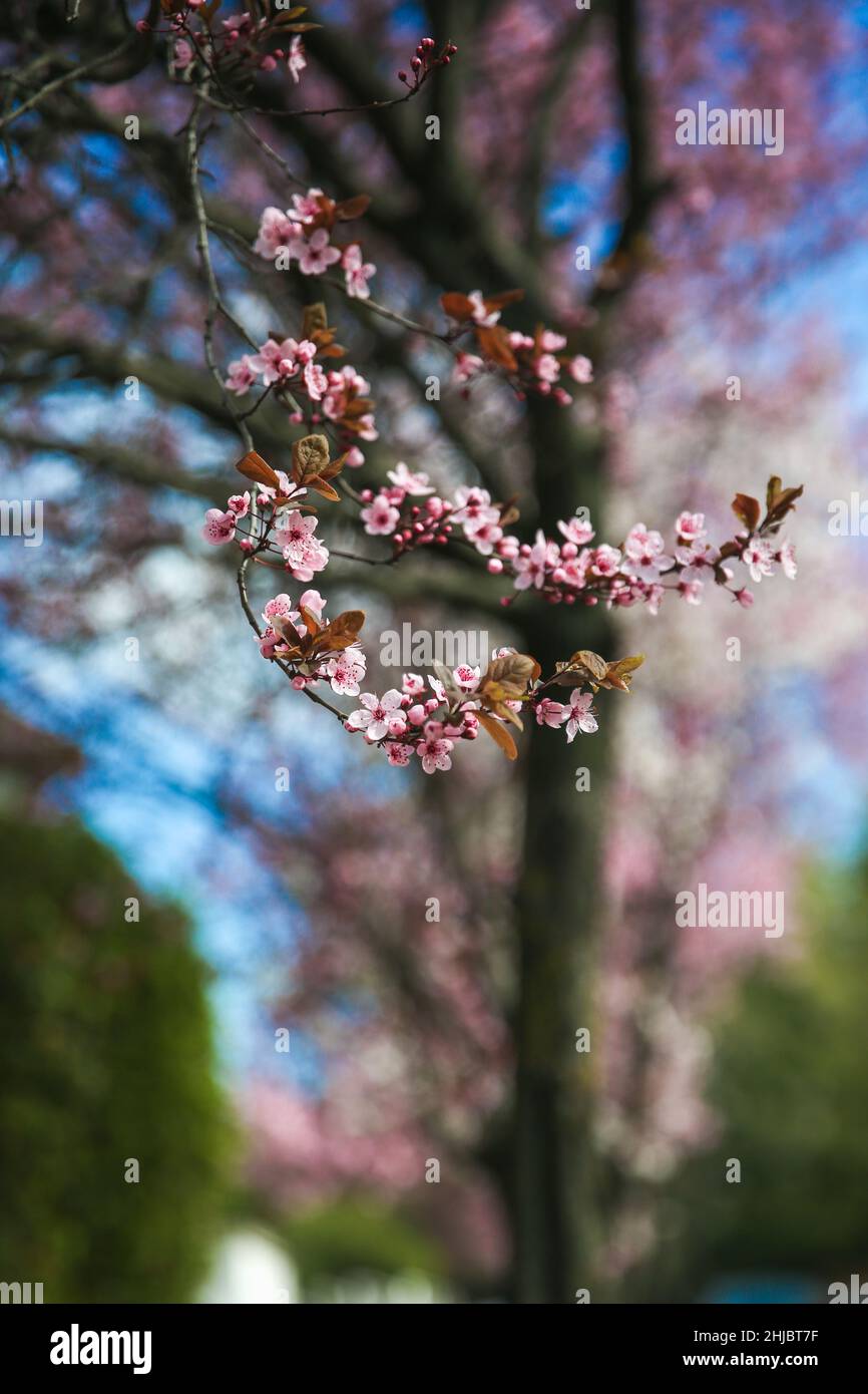 Spring blossom border with pink blooming tree. Beautiful nature scene ...