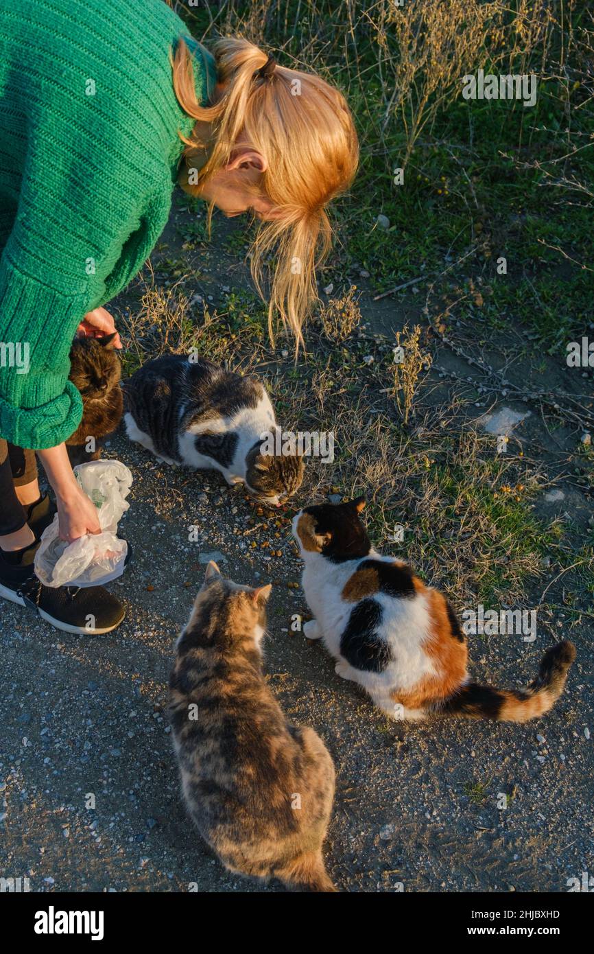 Woman feeding street cats Stock Photo - Alamy