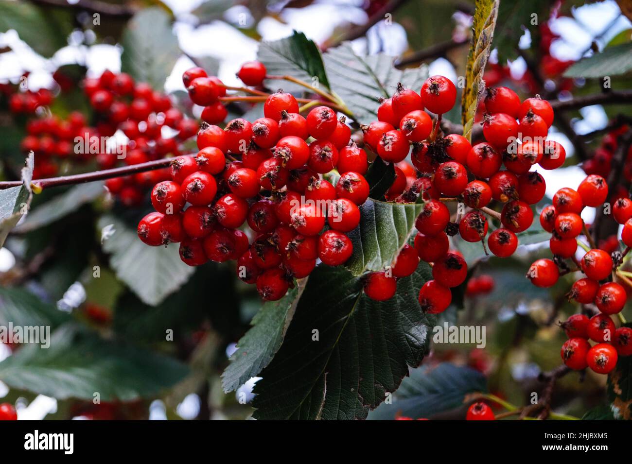 red bird berries sorbus aucuparia in norway Stock Photo - Alamy