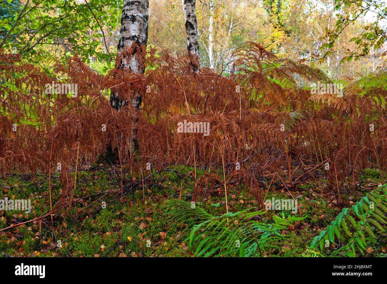 Scottish season hi-res stock photography and images - Alamy