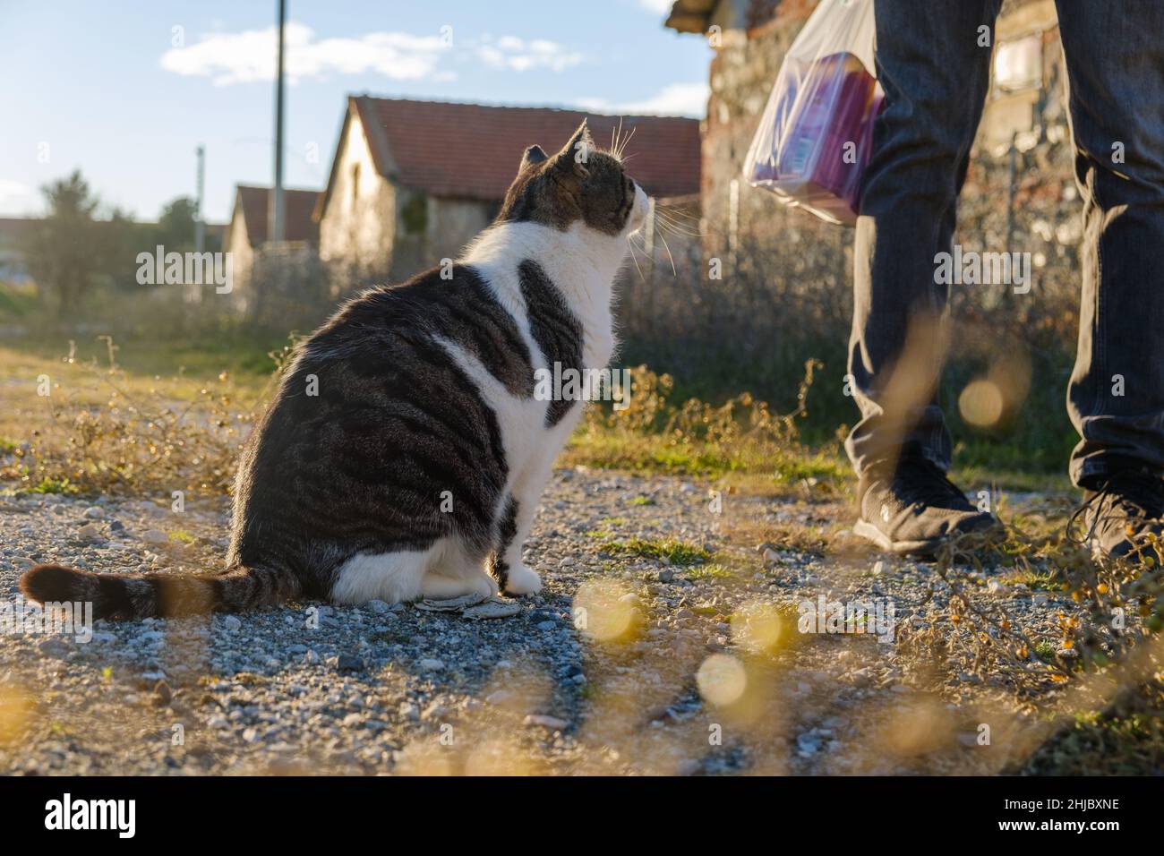 Feeding street cats Stock Photo - Alamy