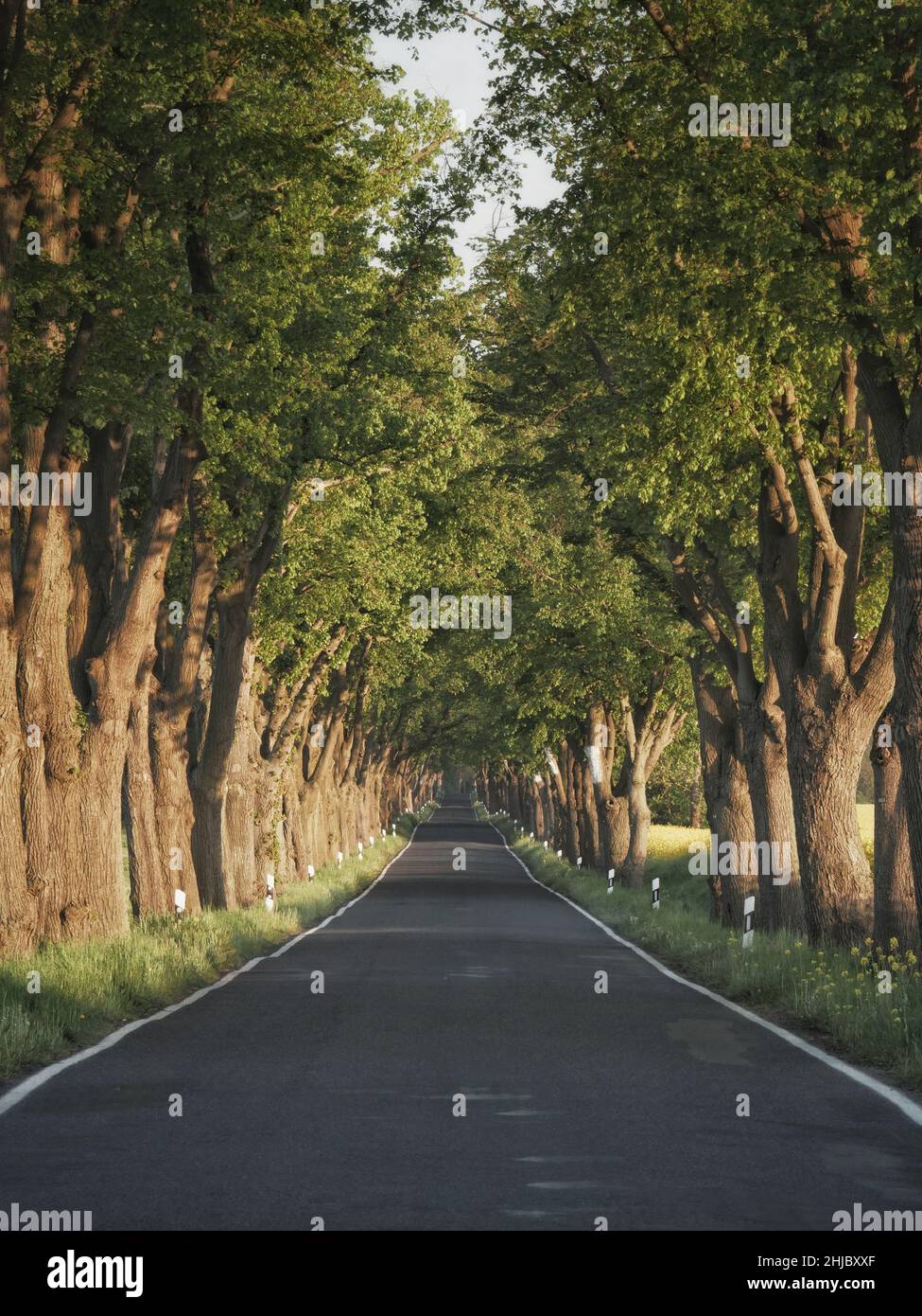 Path through trees in Brandenburg Stock Photo - Alamy