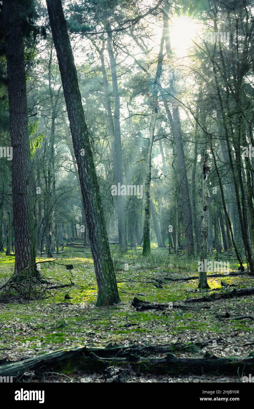 Vertical shot of a beautiful forest with sun rays in it Stock Photo - Alamy