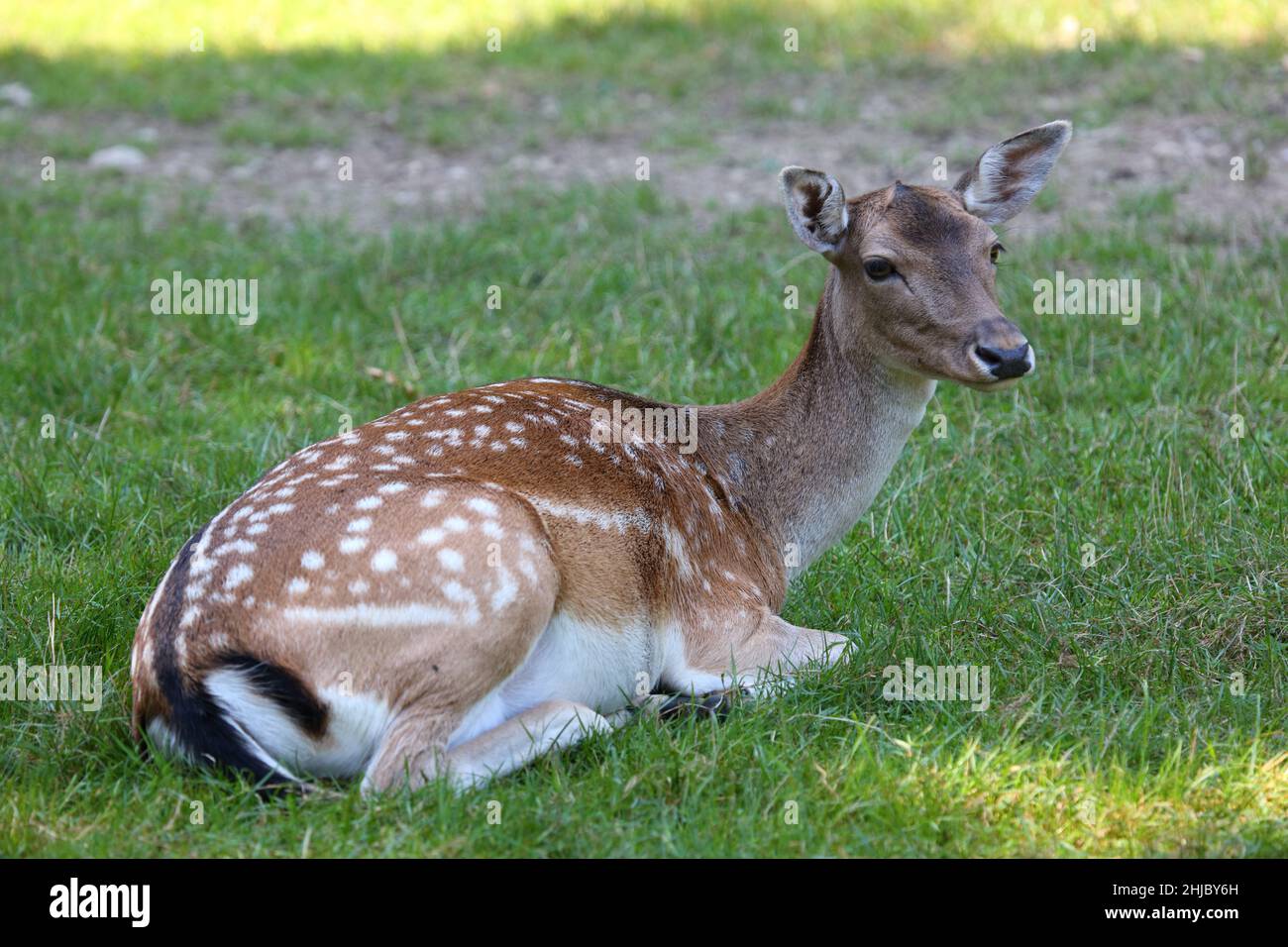 Damhirsch oder Damwild / European fallow deer / Dama dama Stock Photo ...