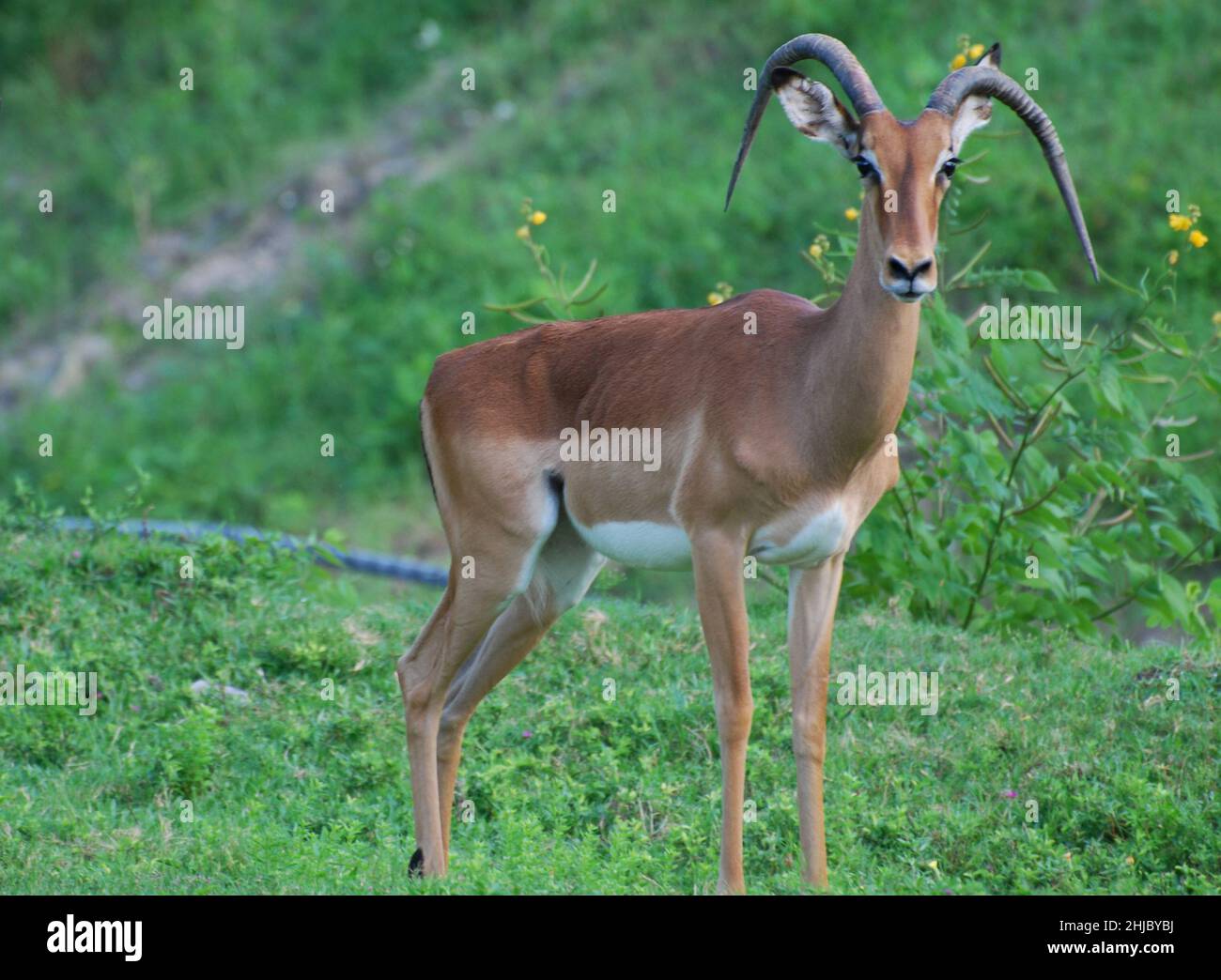 Wild gazelle with long curved horns outdoors in nature on a beautiful ...