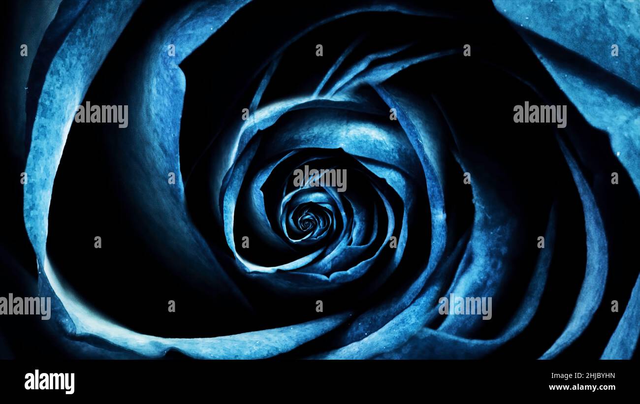 Close-up animation roses. Macro animation of cyclic movement of rosebud ...