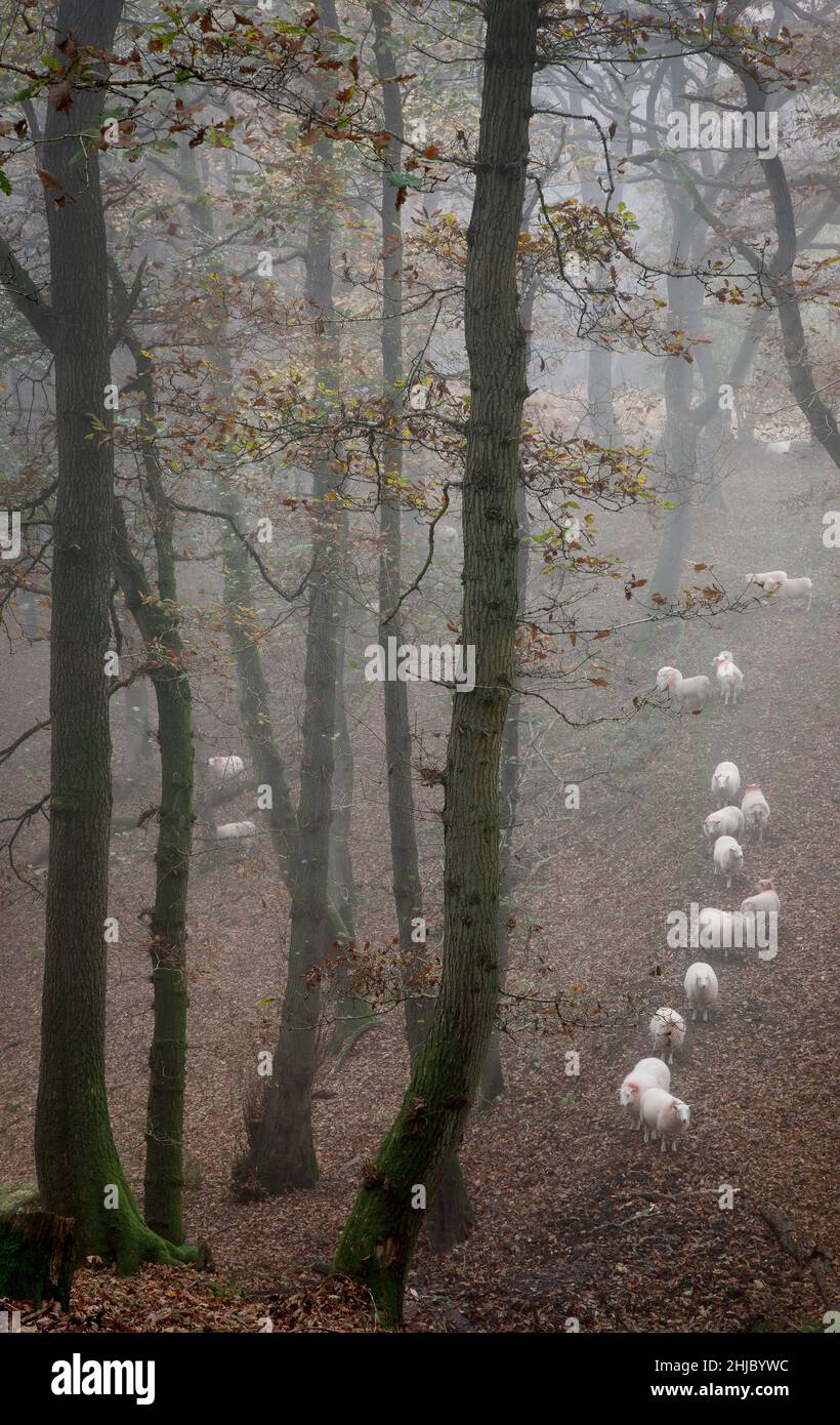 Sheep in woods, Shropshire Stock Photo - Alamy