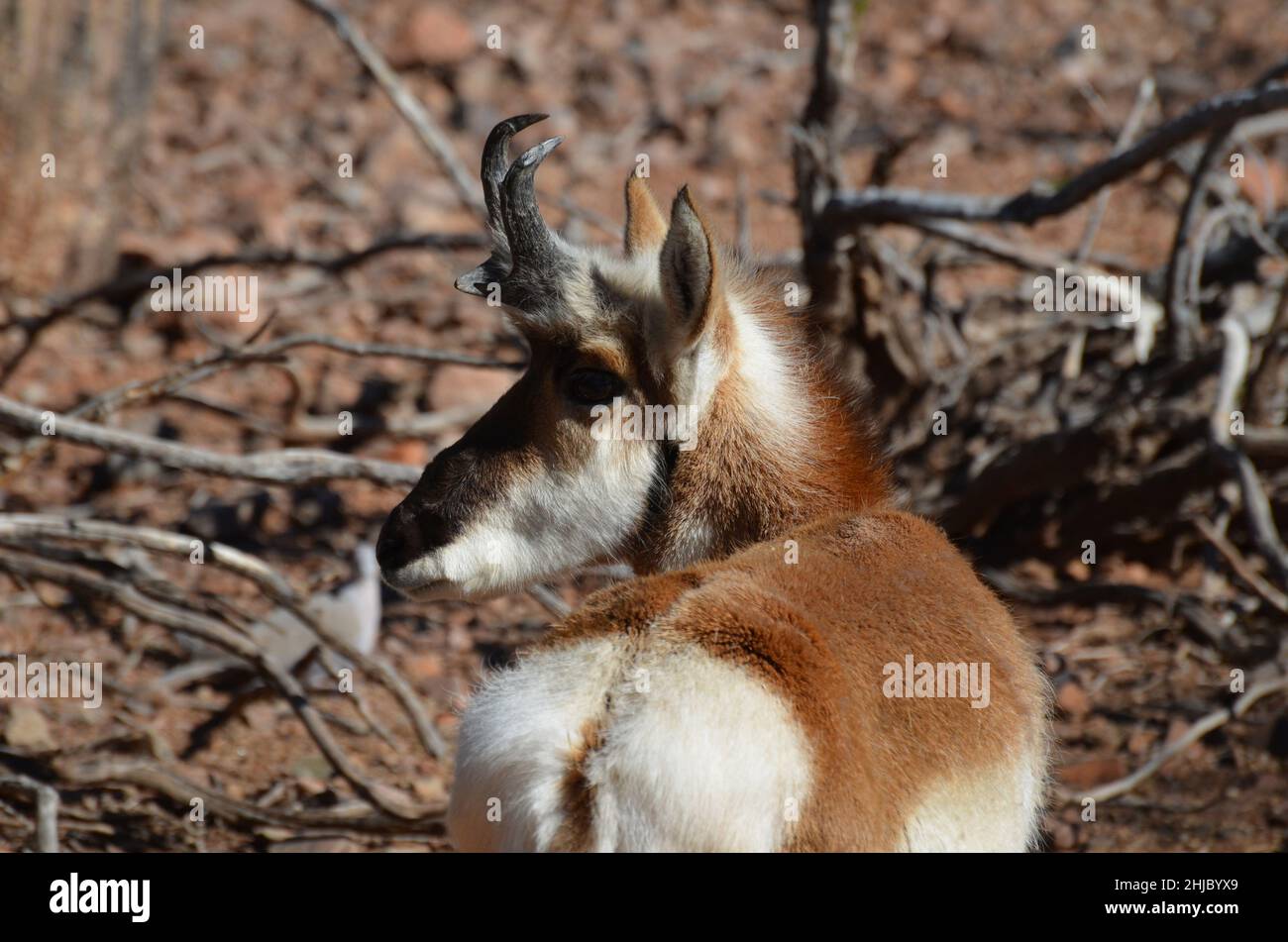 Adorable young pronghorn antelope looking back over his shoulder with ...