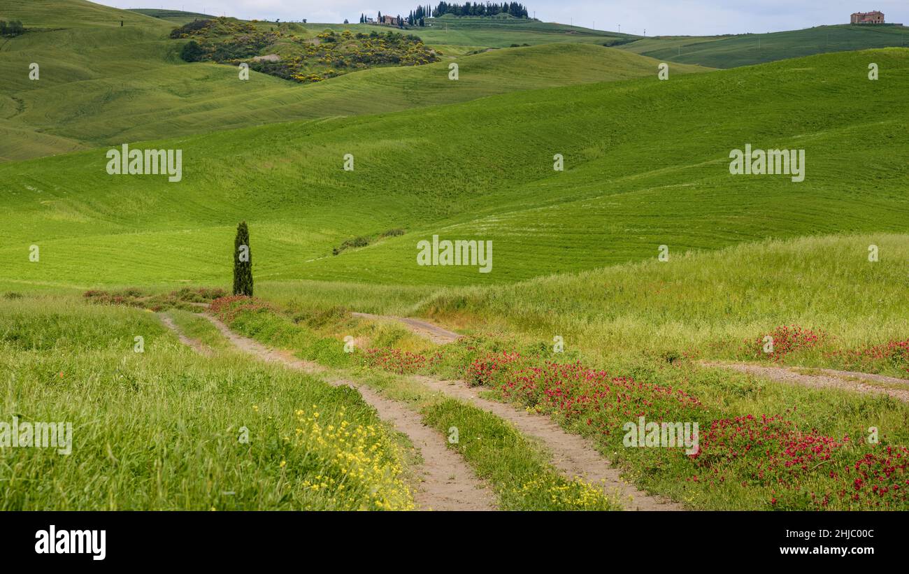 PIENZA, TUSCANY, ITALY - MAY 20 : Verdant rolling landscape in Tuscany ...