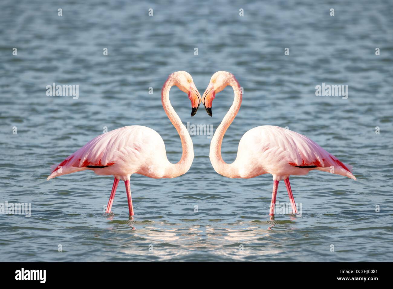 Two pink flamingos making a heart shape Stock Photo - Alamy